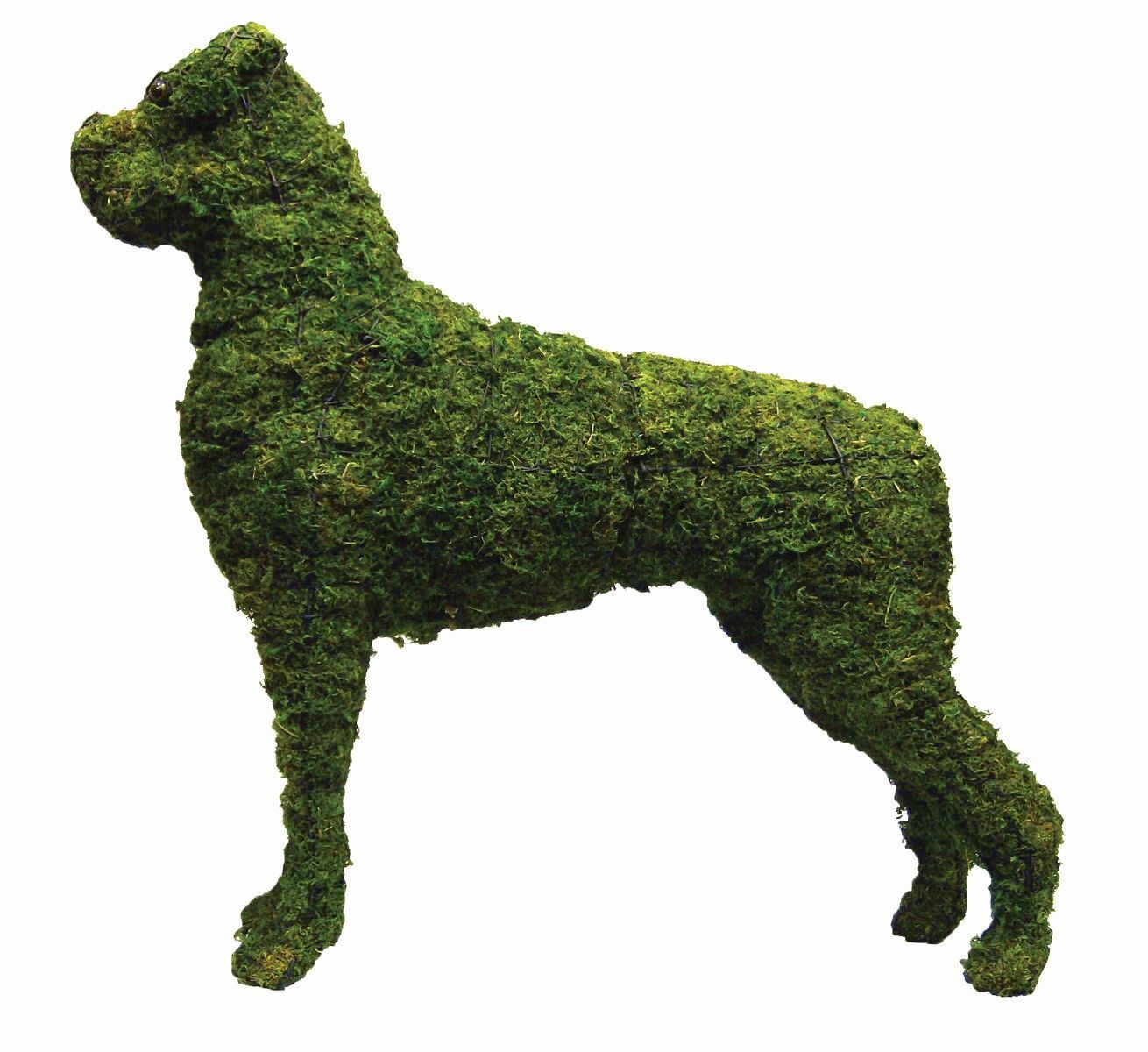 Boxer Topiary - 31" (Mossed)