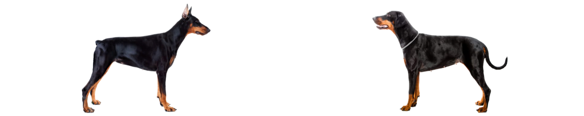 Ear Cropping & Tail Docking | MunroKennels.com